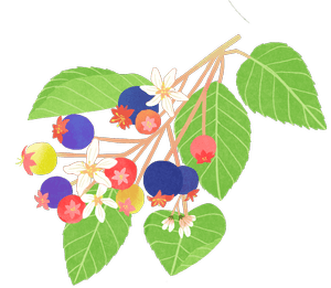 Serviceberry | Native Roots Farm Foundation