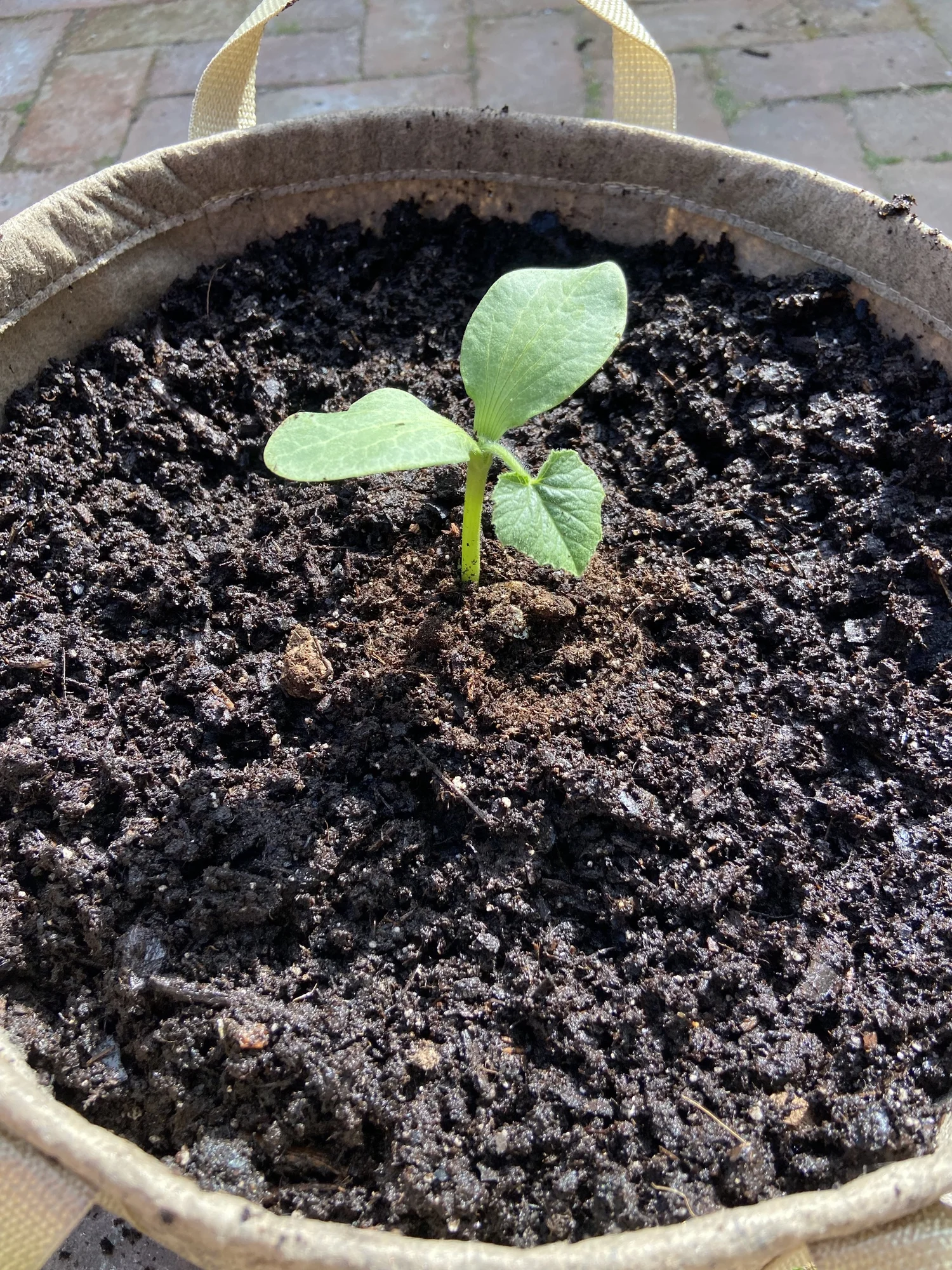 About Intro - New | Native Roots Farm Foundation