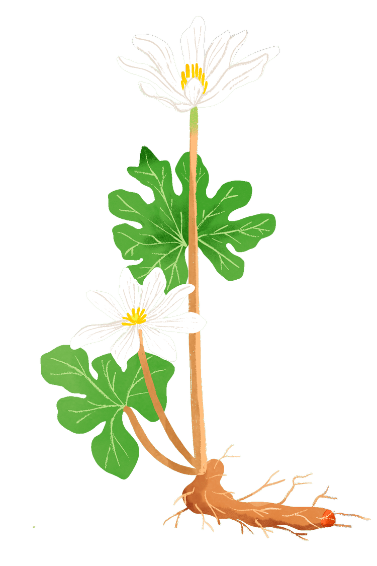Bloodroot | Native Roots Farm Foundation