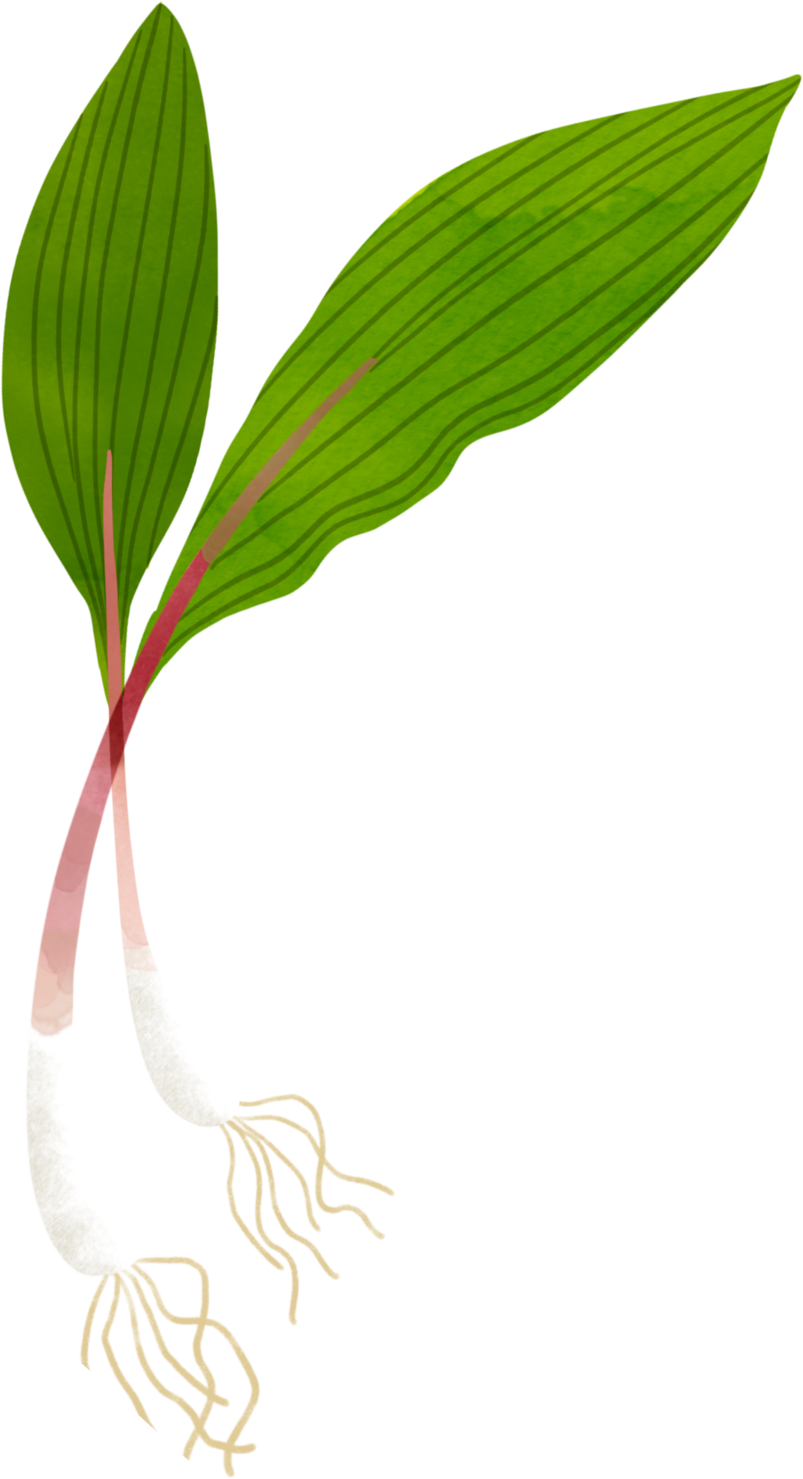 Ramps | Native Roots Farm Foundation