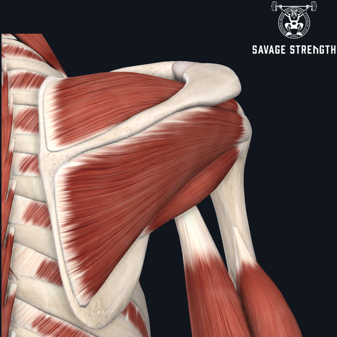 Pressing & the importance of shoulder health | Boost Shoulder Strength ...