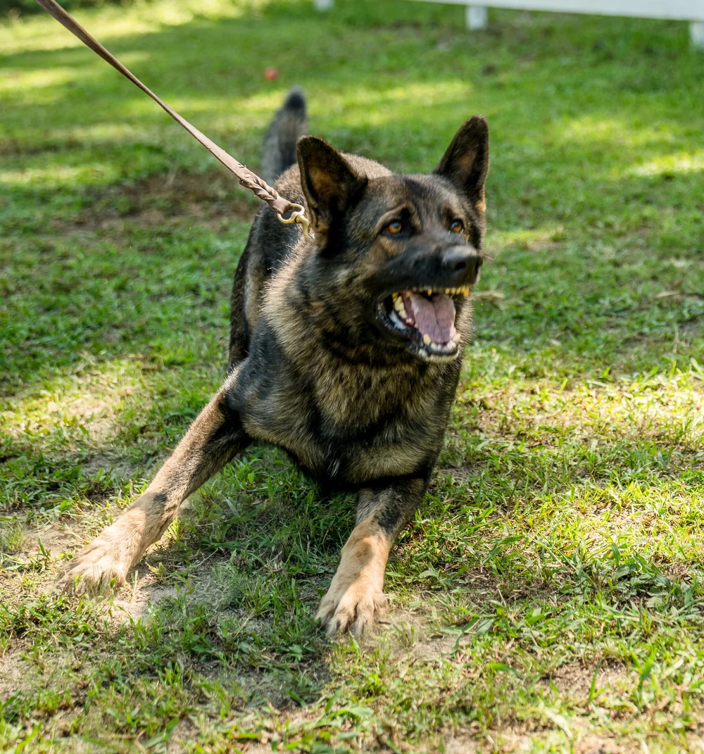 Fierce K9 - Personal Protection Dogs