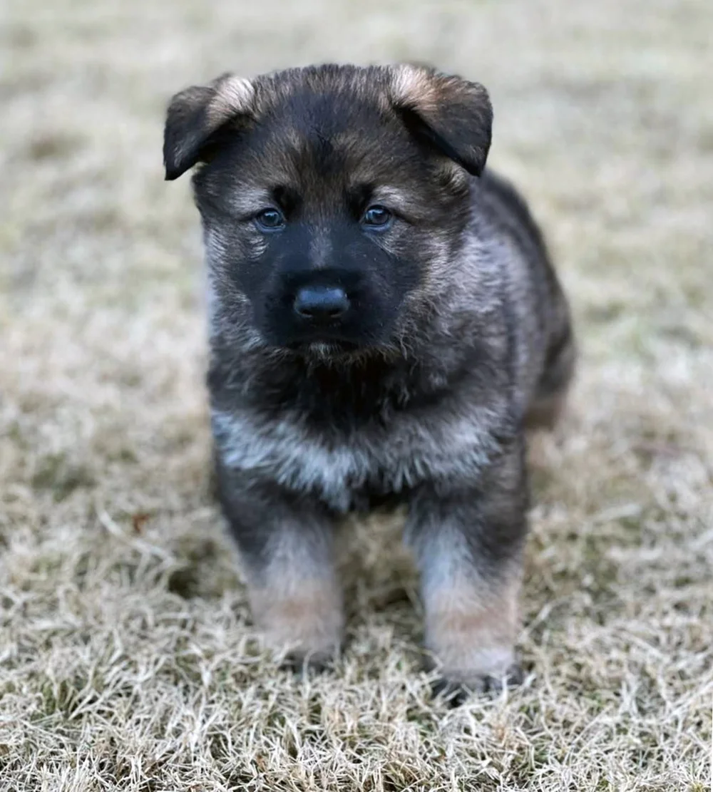 What Is Puppy Imprinting