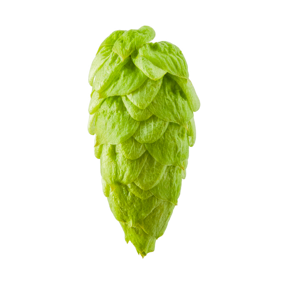 Hop Varieties — Coleman Agriculture