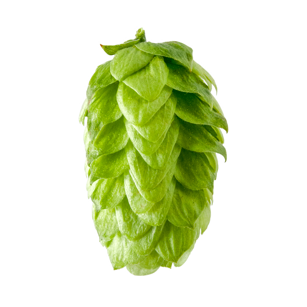 Hop Varieties — Coleman Agriculture
