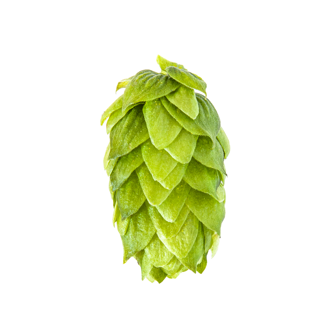 Hop Varieties — Coleman Agriculture
