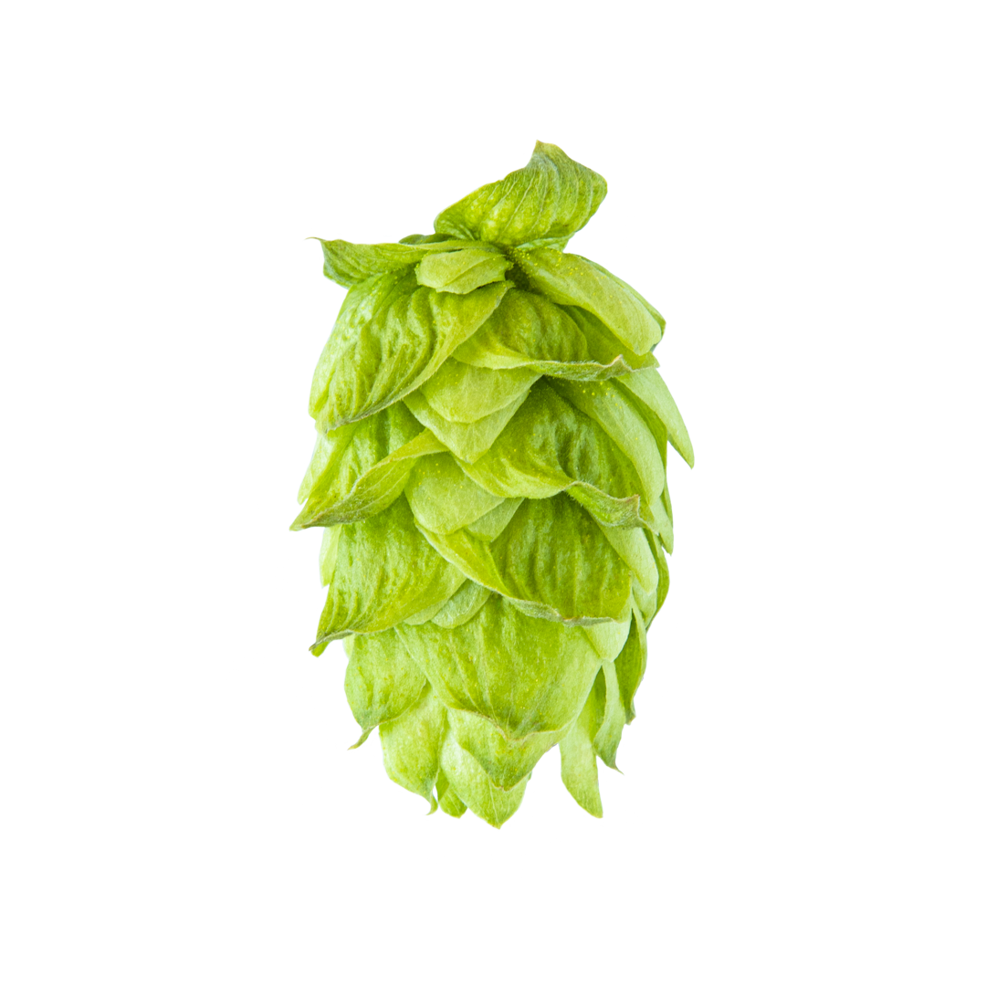 Hop Varieties — Coleman Agriculture
