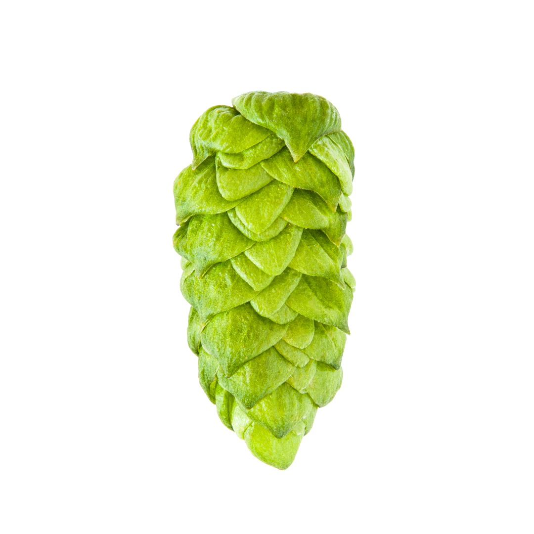 Hop Varieties — Coleman Agriculture