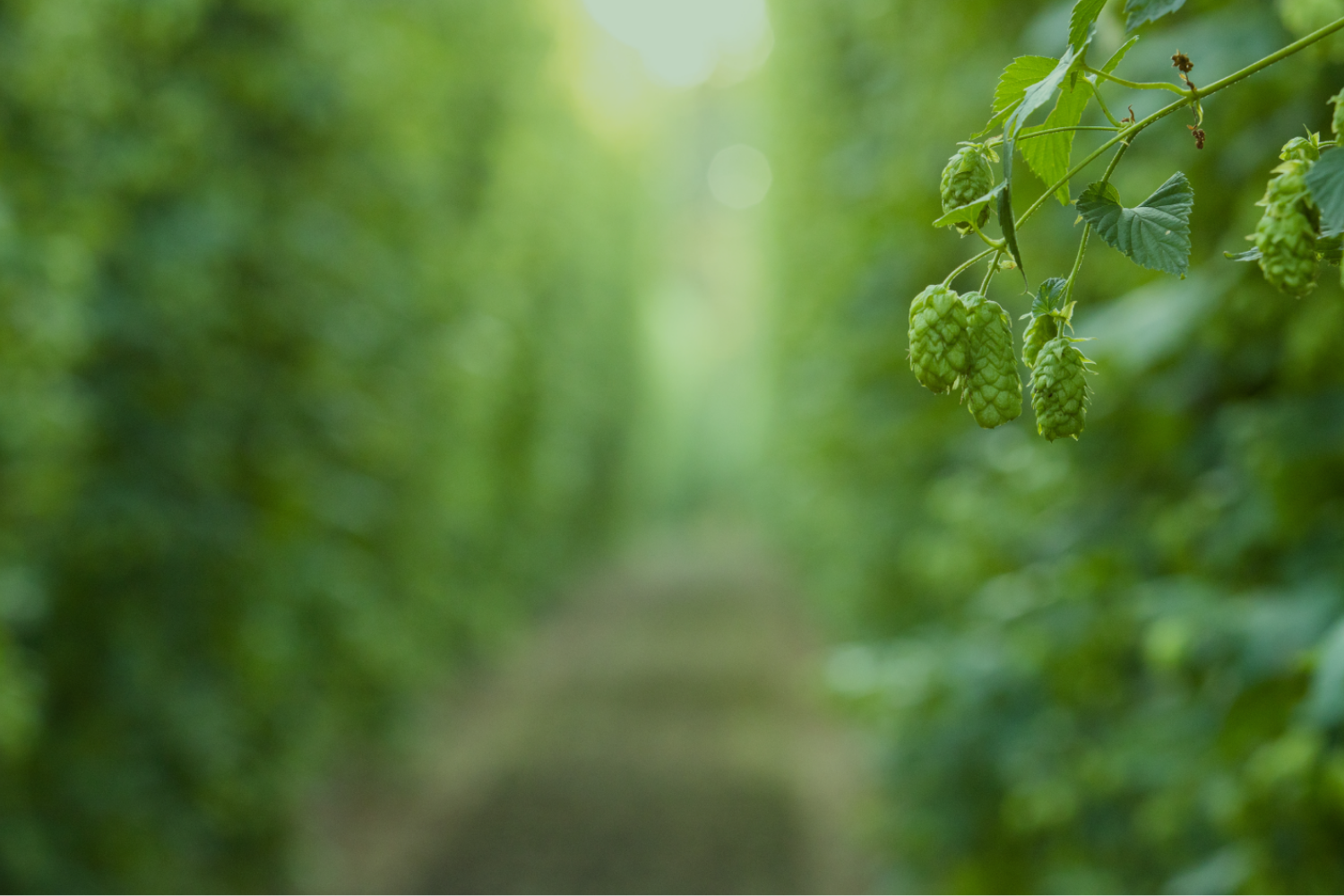 Fresh Hops 2024 — Coleman Agriculture