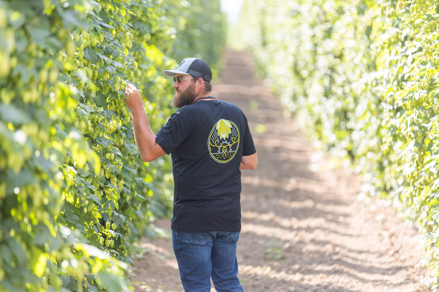Coleman Hops — Coleman Agriculture