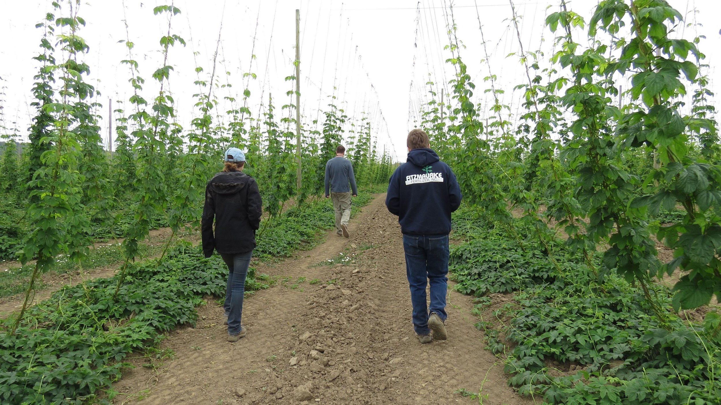 Coleman Hops — Coleman Agriculture