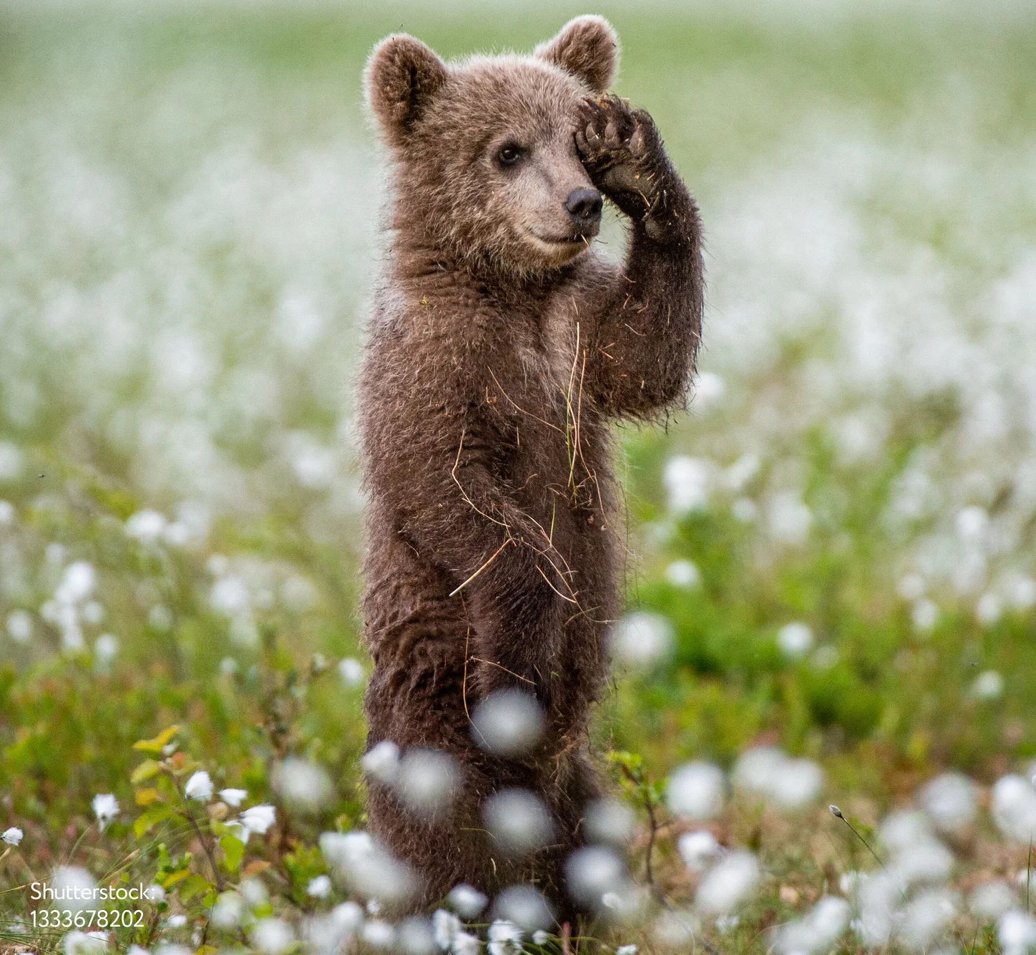 Baby Bear Home — Frog & Cast