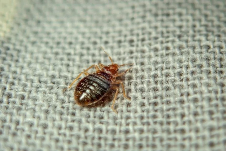 Bed Bugs: Do They Spread Diseases to Humans While biting?