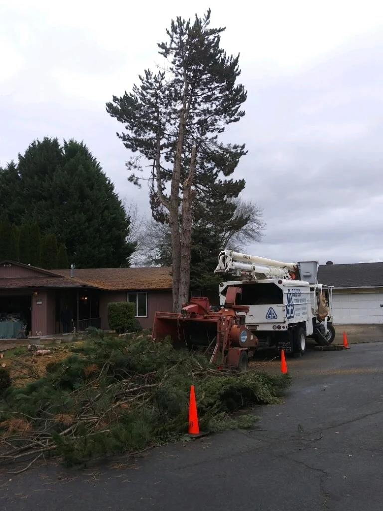Tree moving, tree pruning, tree removal. — Greer Brand Industries