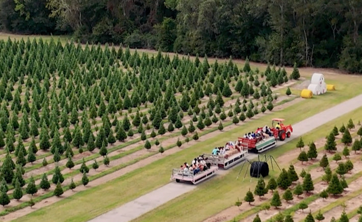 Pumpkin Patch — Old Time Christmas Tree Farm