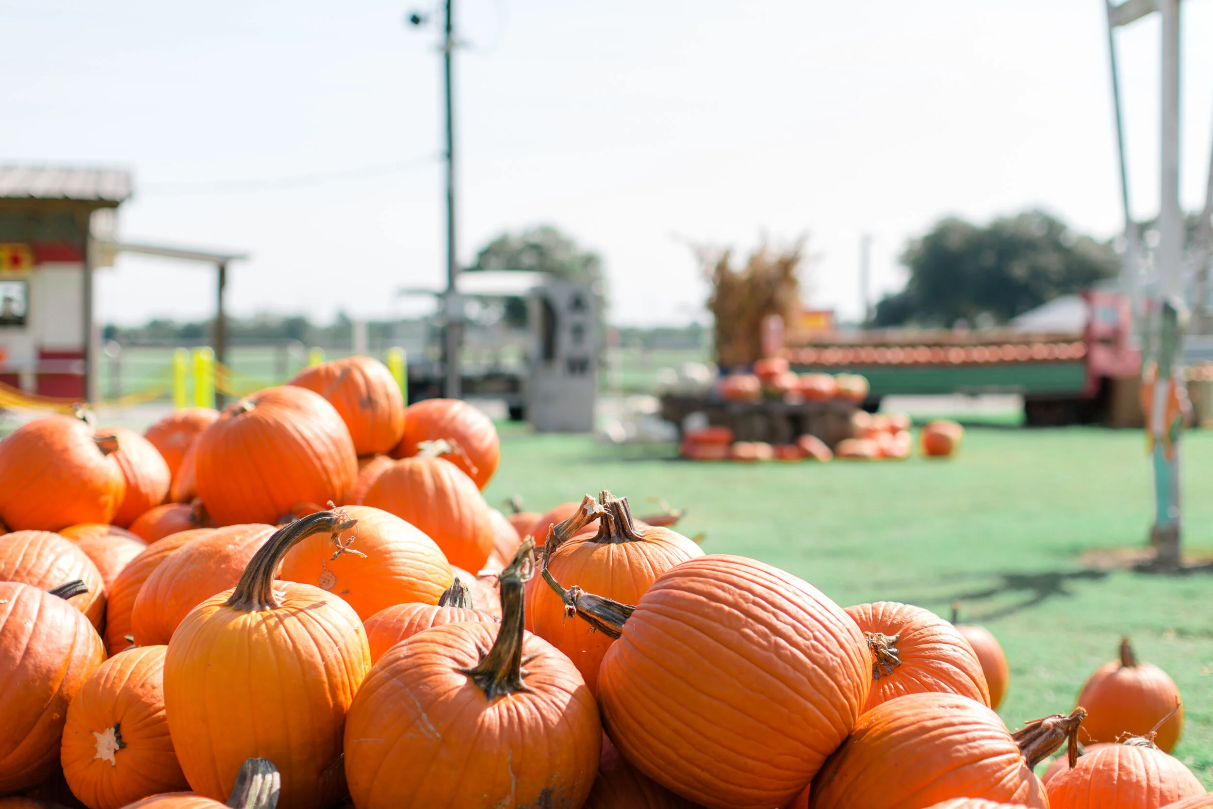 Pumpkin Patch — Old Time Christmas Tree Farm