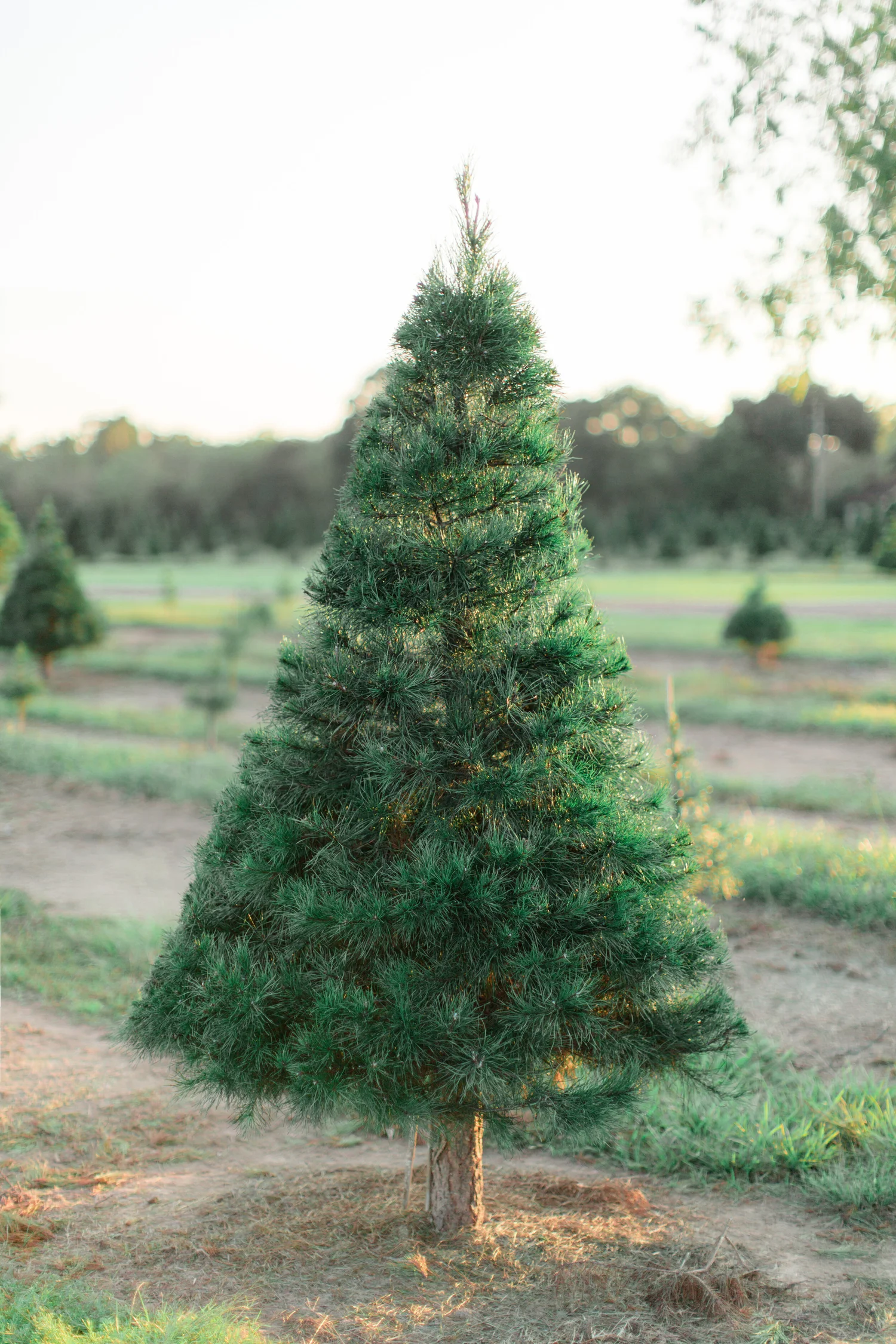 Christmas Season — Old Time Christmas Tree Farm