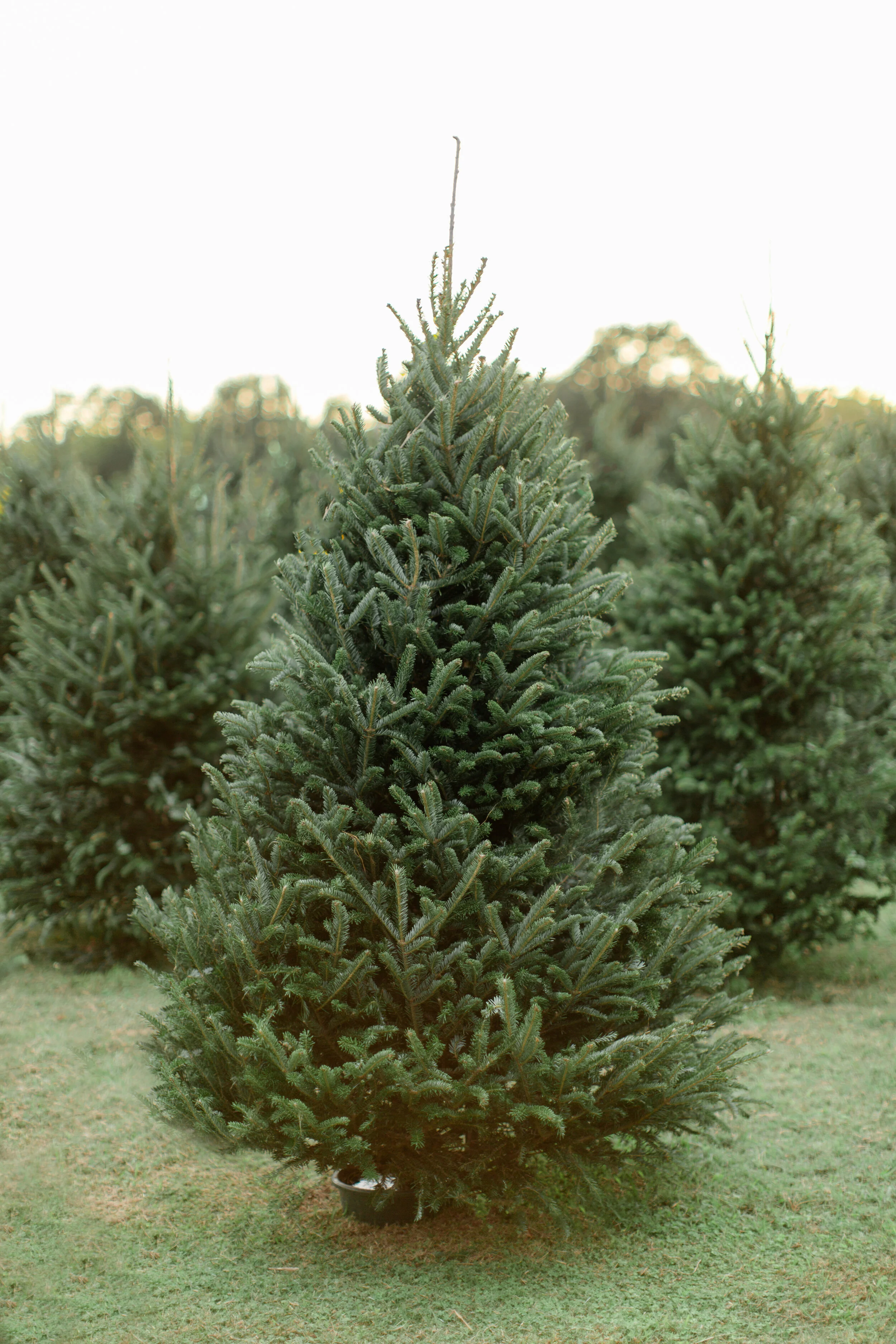 Christmas Season — Old Time Christmas Tree Farm