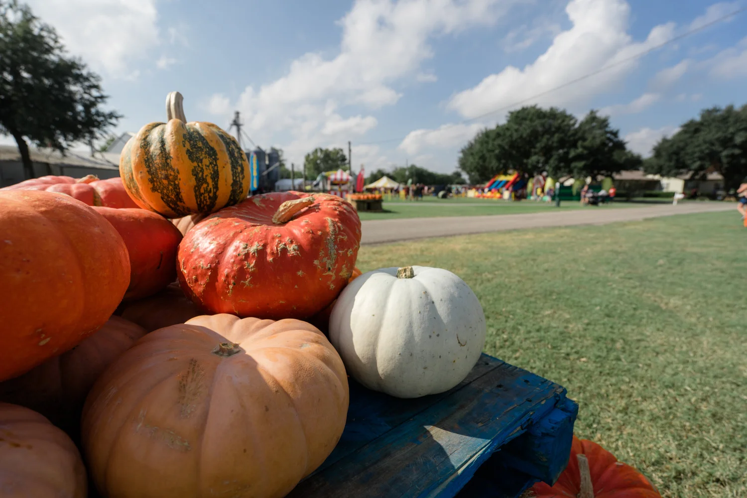 Pumpkin Patch — Old Time Christmas Tree Farm