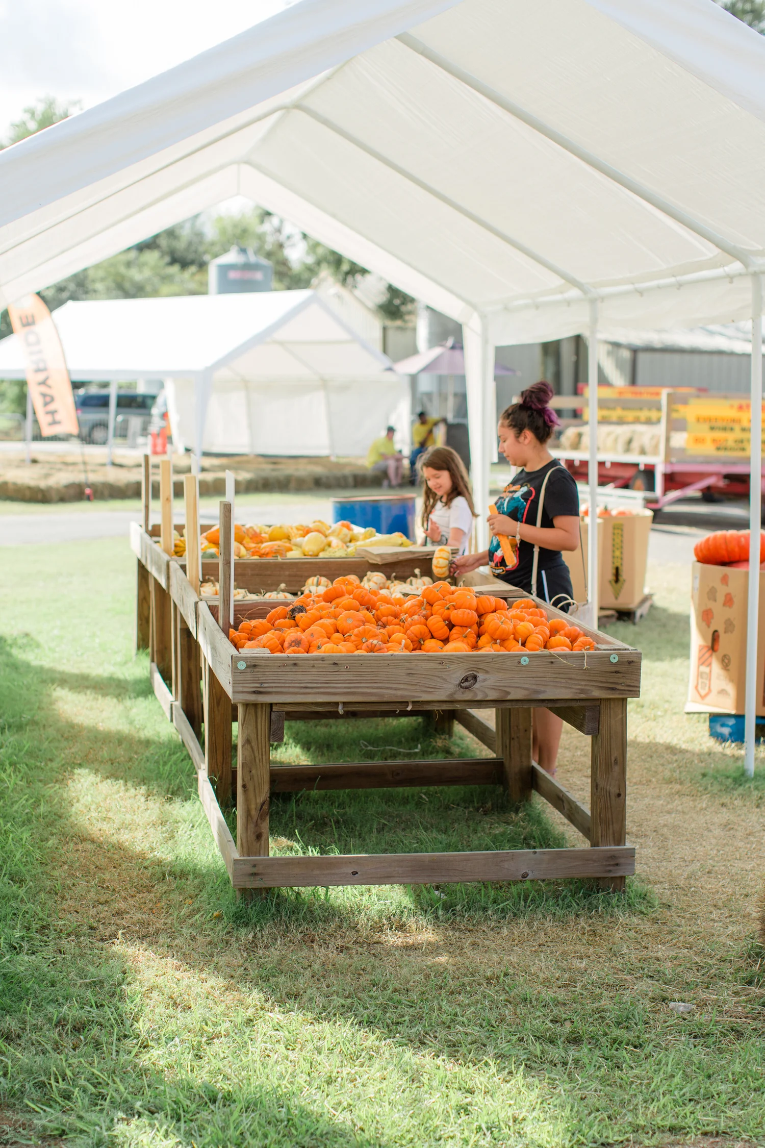 Pumpkin Patch — Old Time Christmas Tree Farm