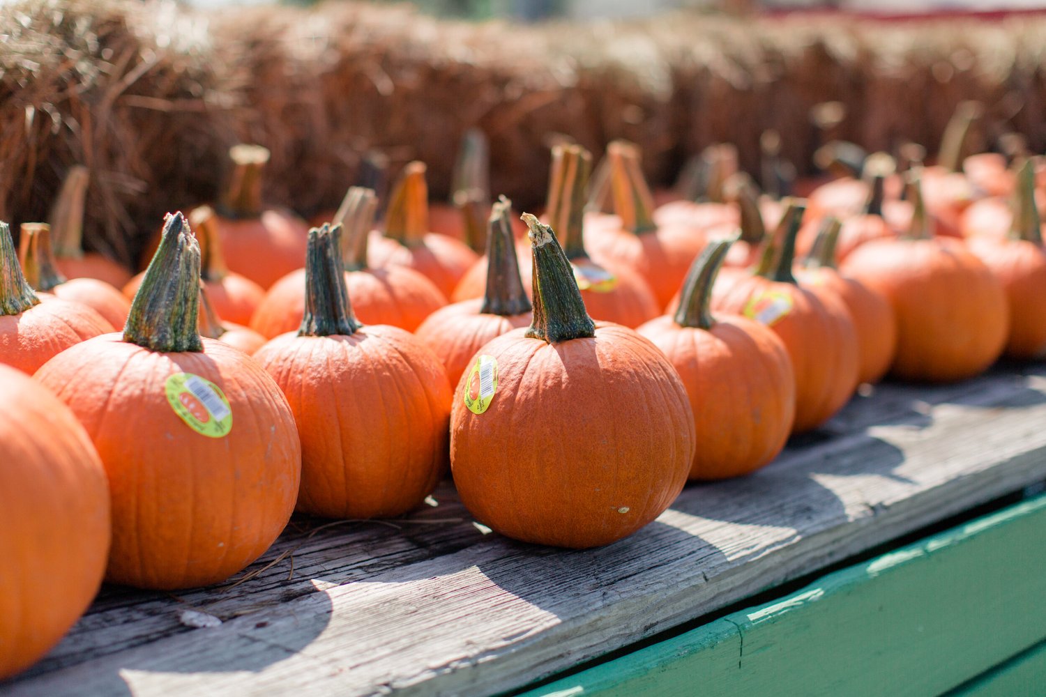 Pumpkin Patch — Old Time Christmas Tree Farm