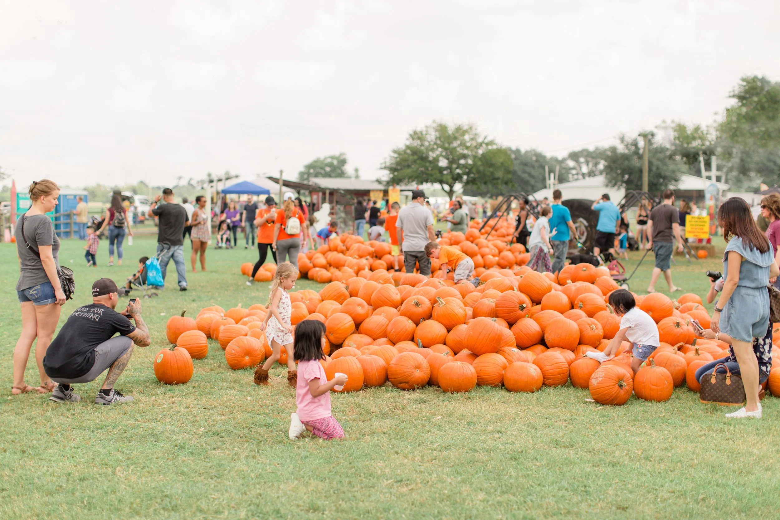 Pumpkin Patch — Old Time Christmas Tree Farm