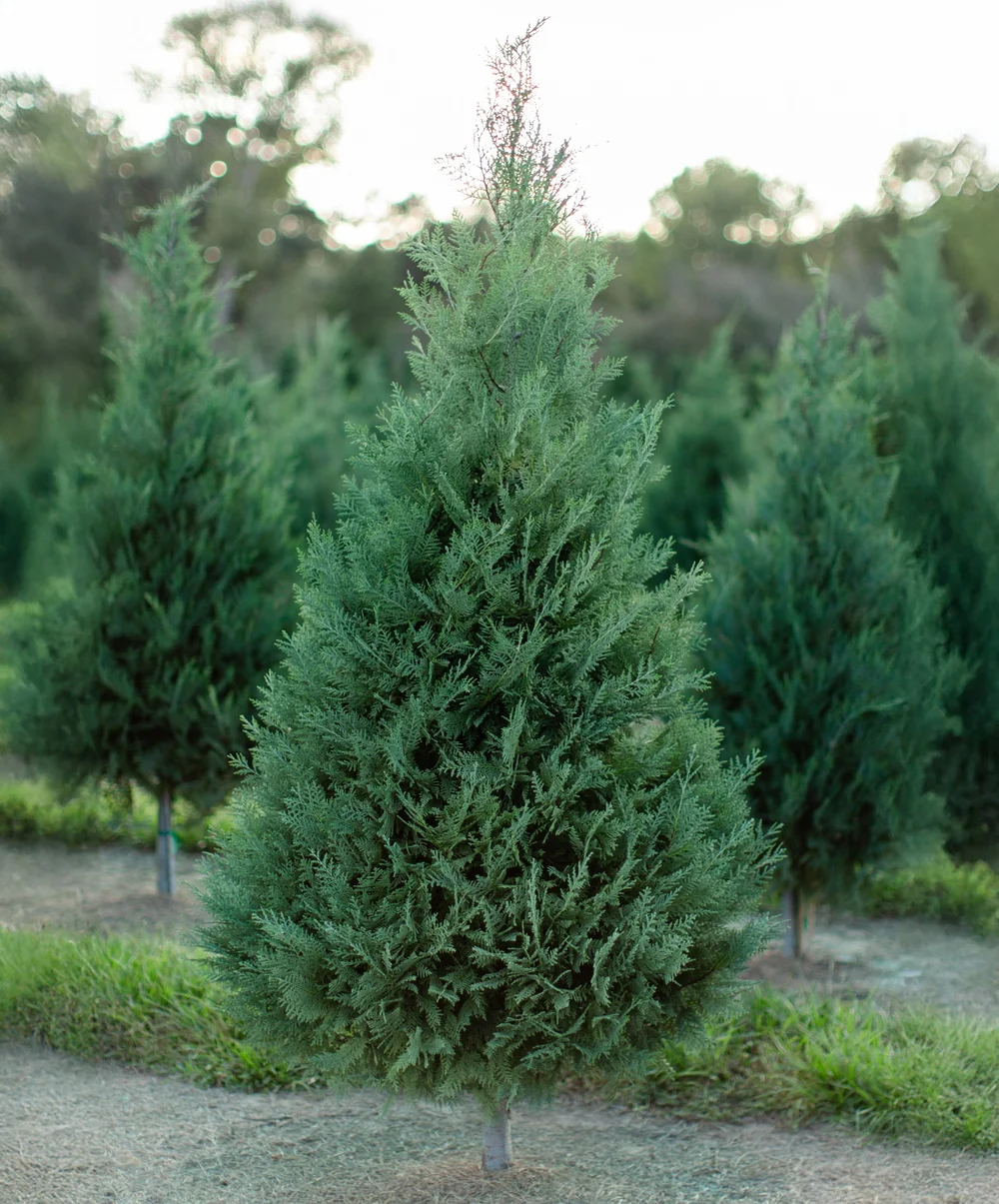 Christmas Season — Old Time Christmas Tree Farm