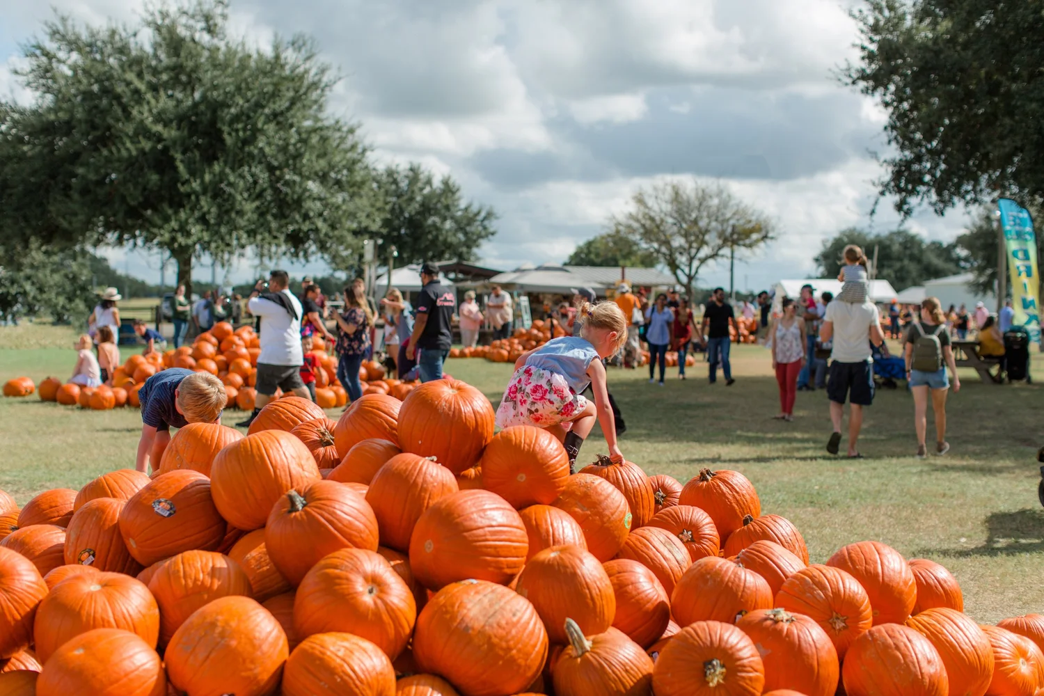 Pumpkin Patch — Old Time Christmas Tree Farm