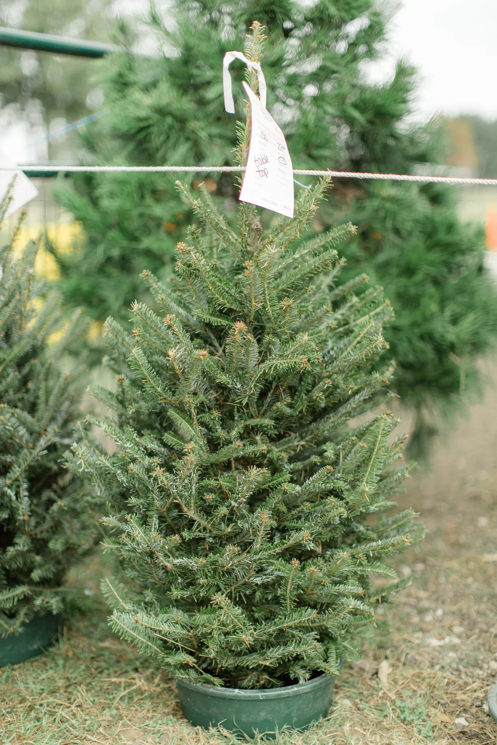 Christmas Season — Old Time Christmas Tree Farm