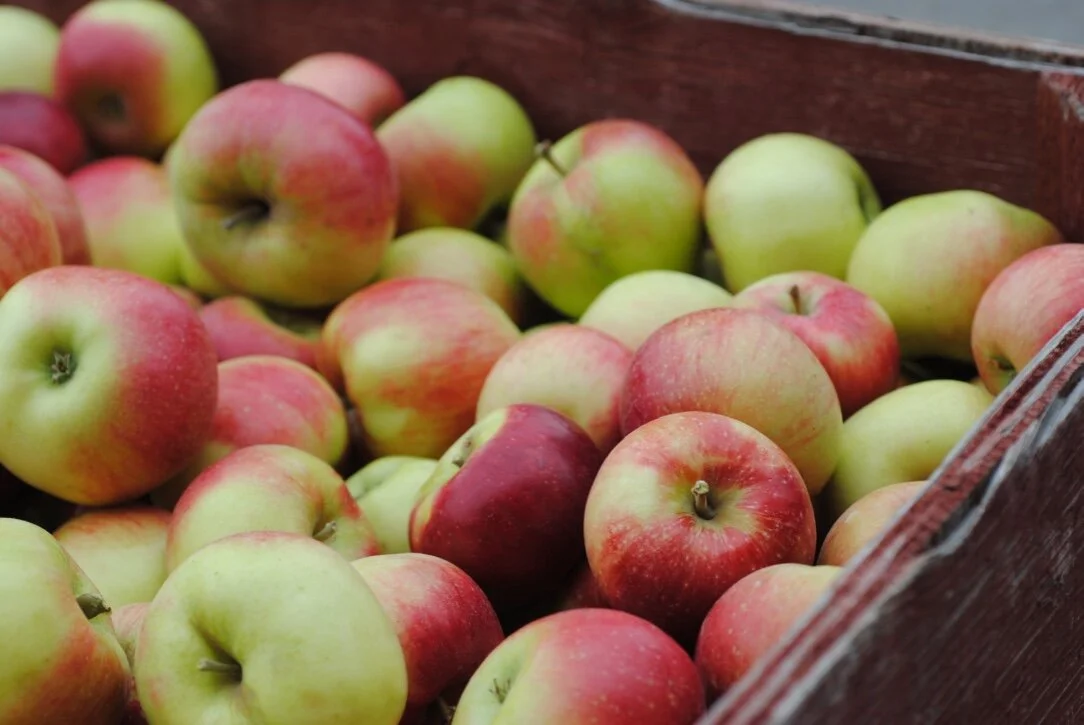 Akane Apples — Davison Orchards