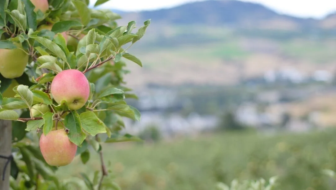 Arlet Apples — Davison Orchards