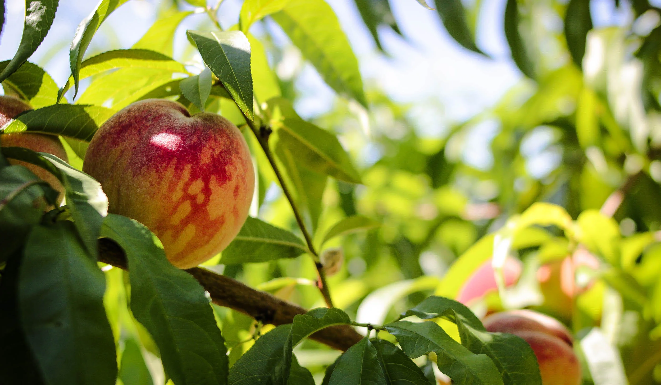 Peach Varieties — Davison Orchards