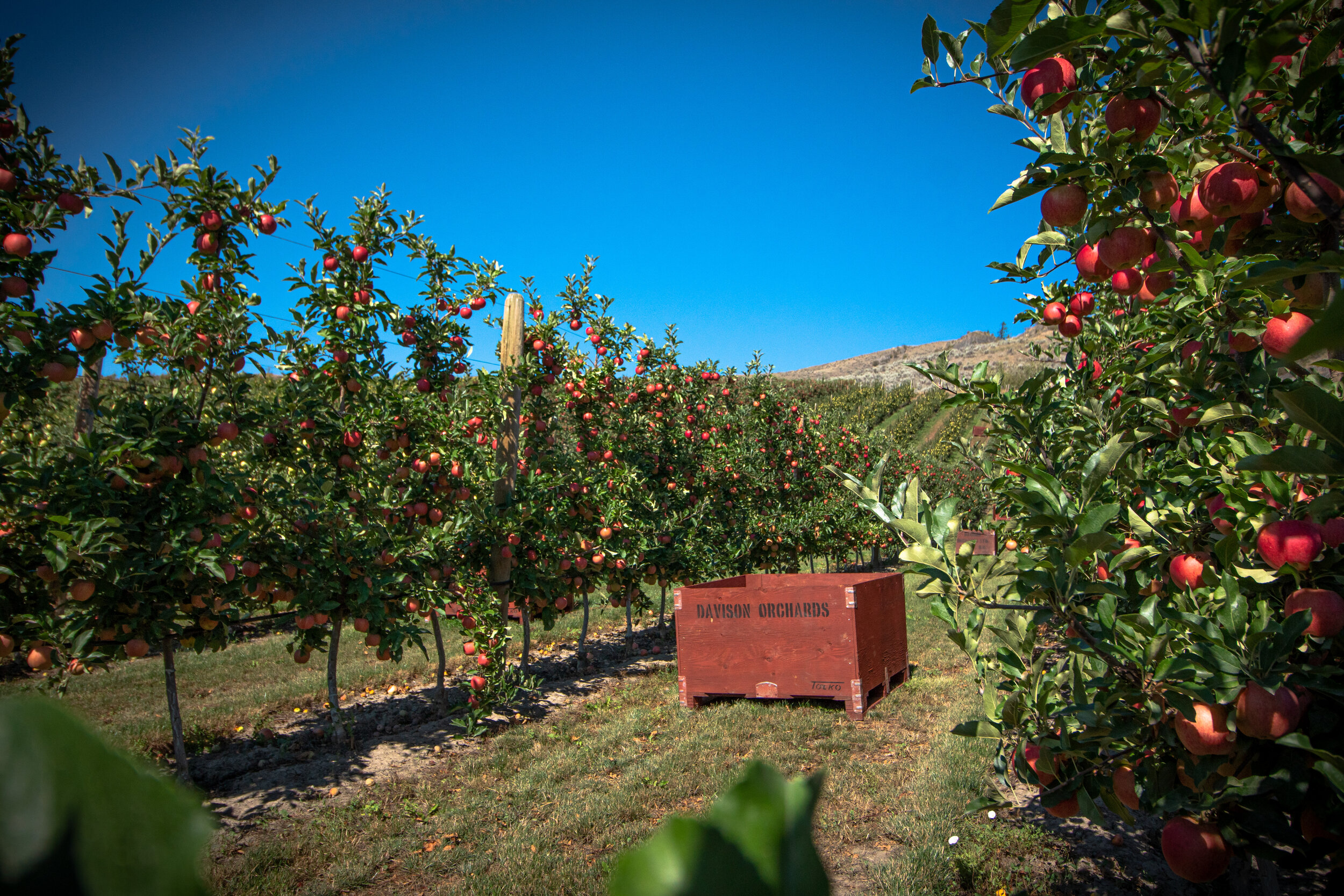 Apple Juice — Davison Orchards