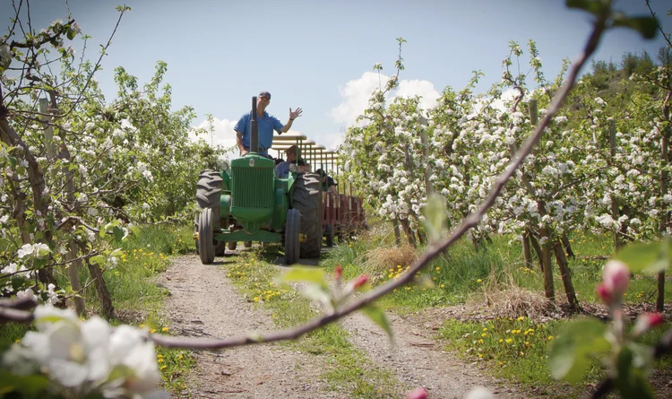 Davison Orchards