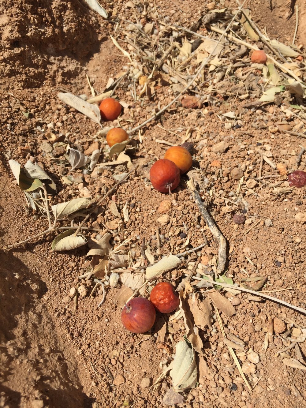 Chinee apple — Dalrymple Landcare Committee