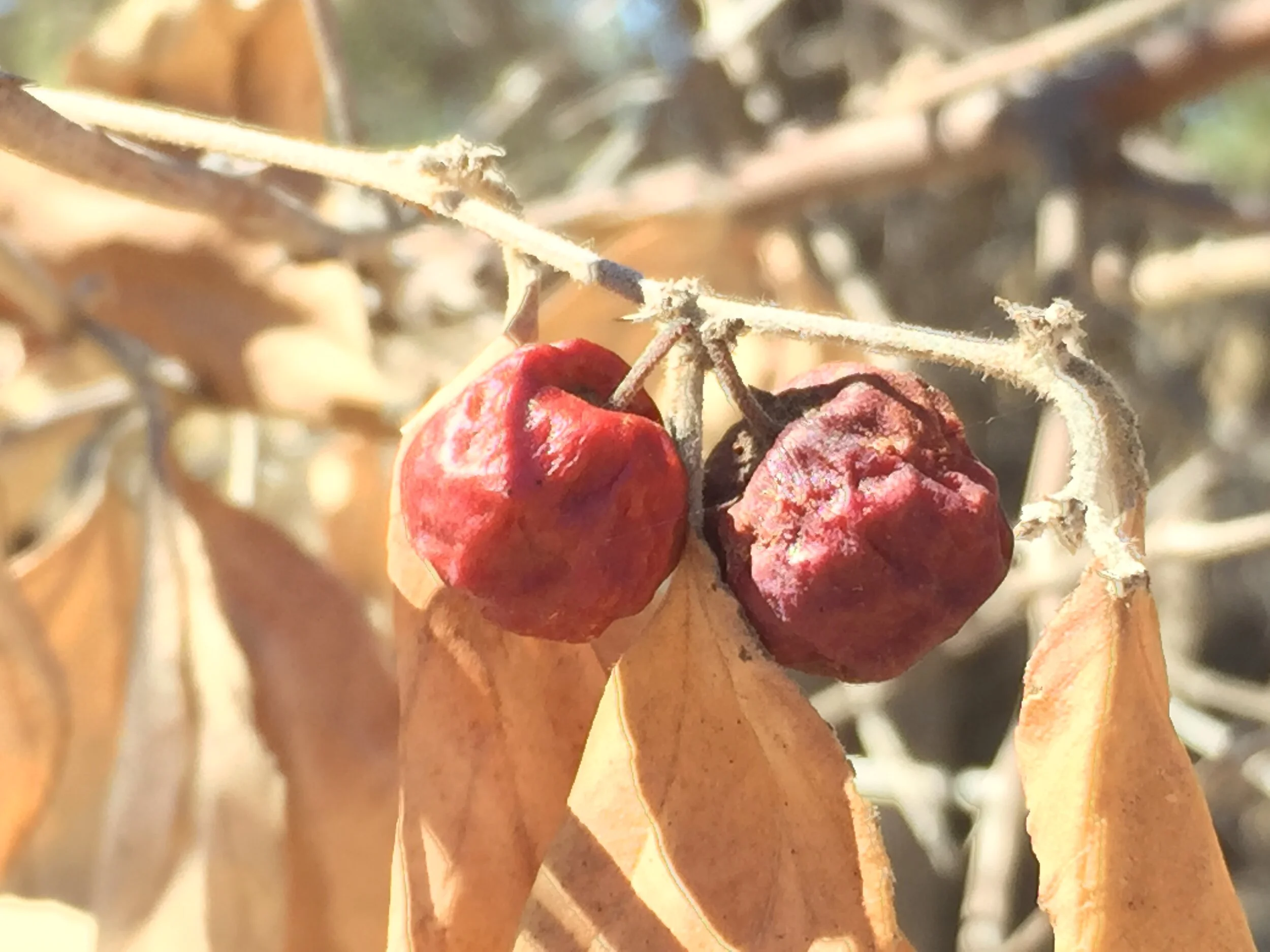Chinee apple — Dalrymple Landcare Committee