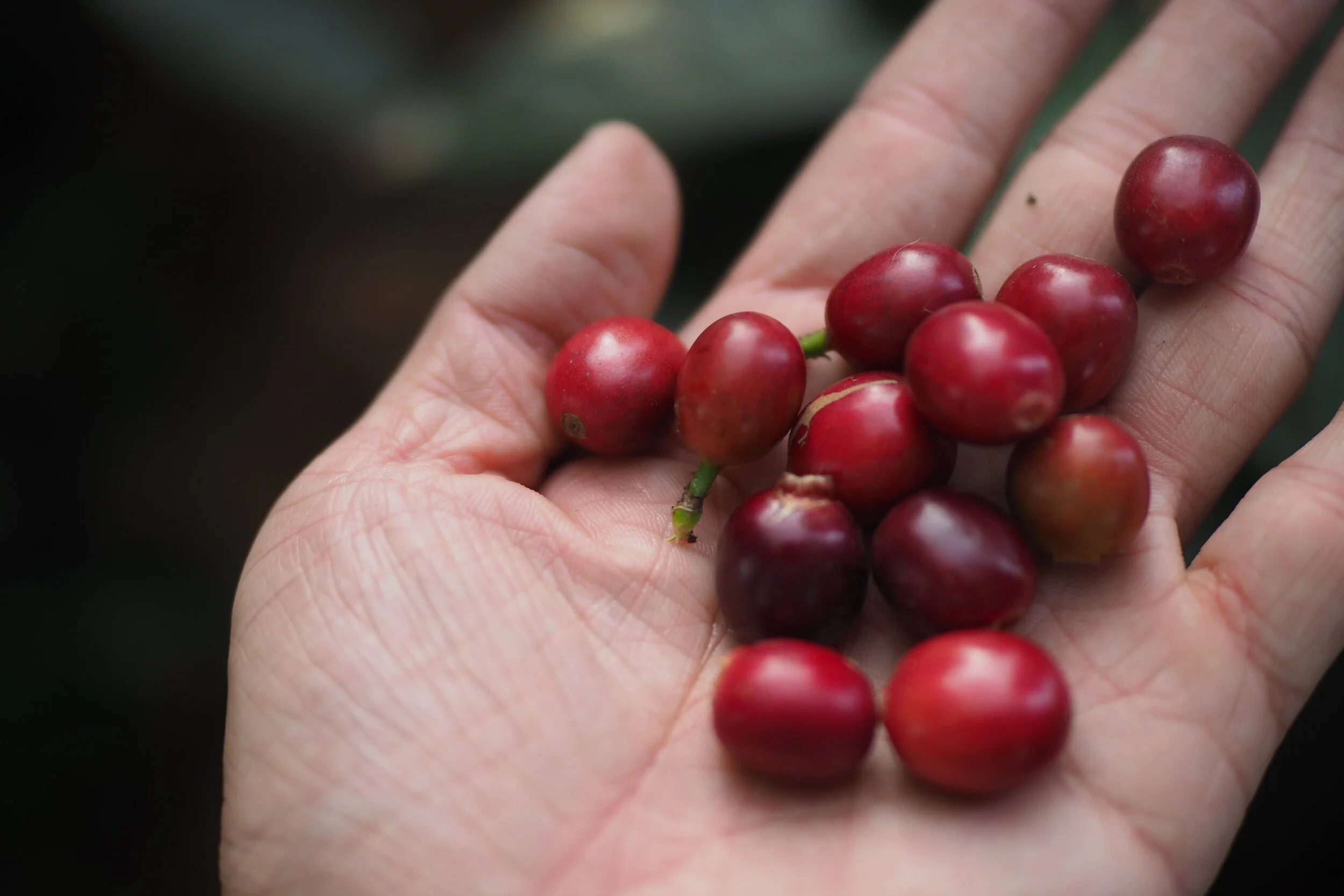 About Tri-up Coffee — Tri-Up Coffee