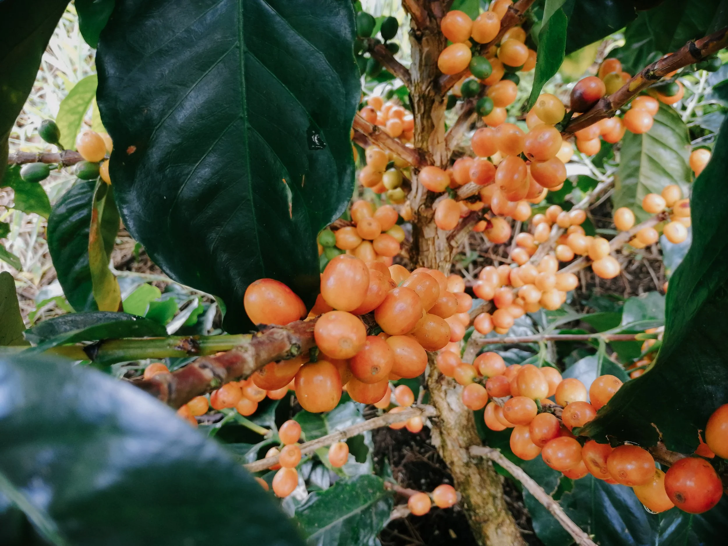 【哥倫比亞 Colombia】Juan Martin 品種花園 — Tri-Up Coffee