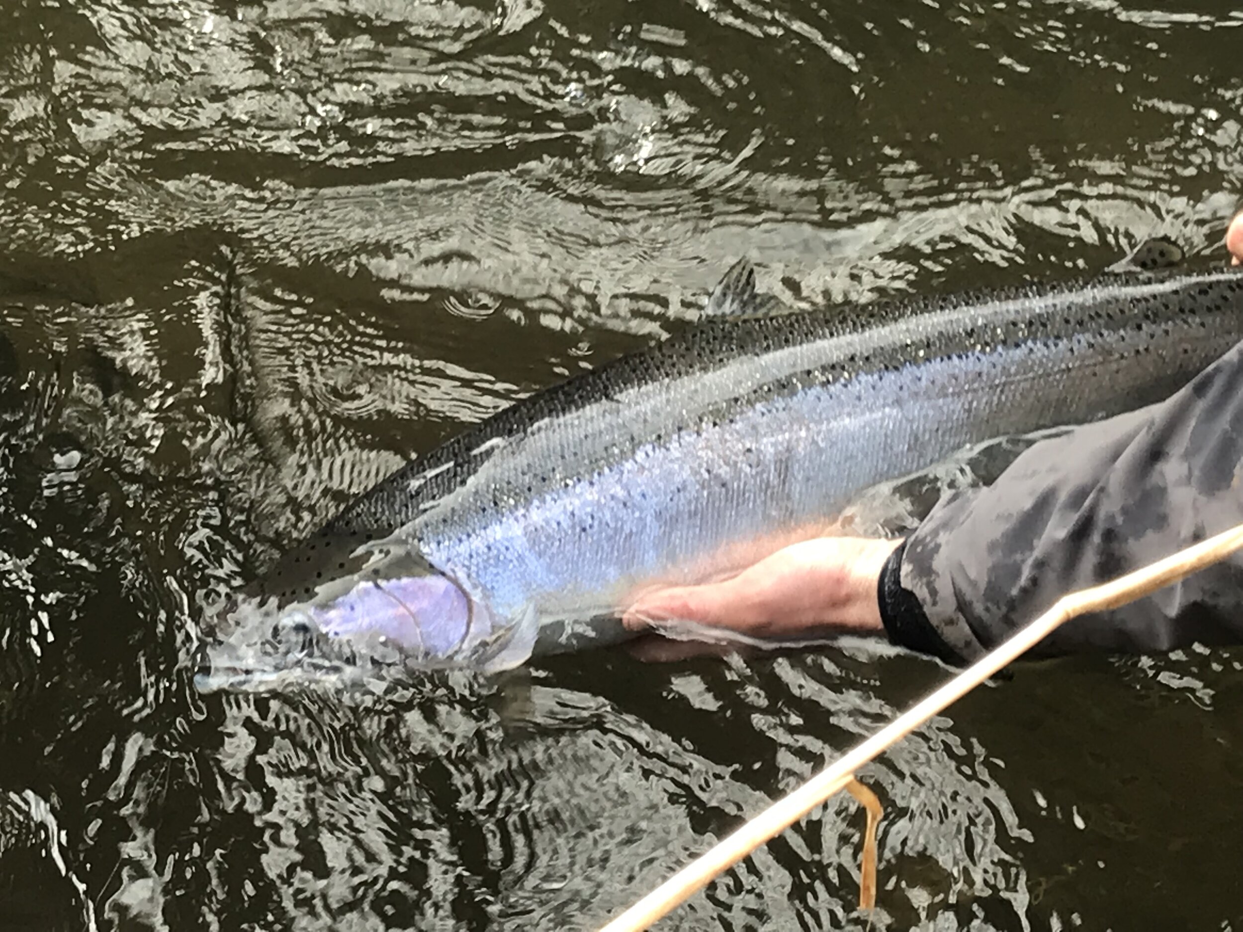 Eastern Oregon River Outfitters -Guided Fly Fishing