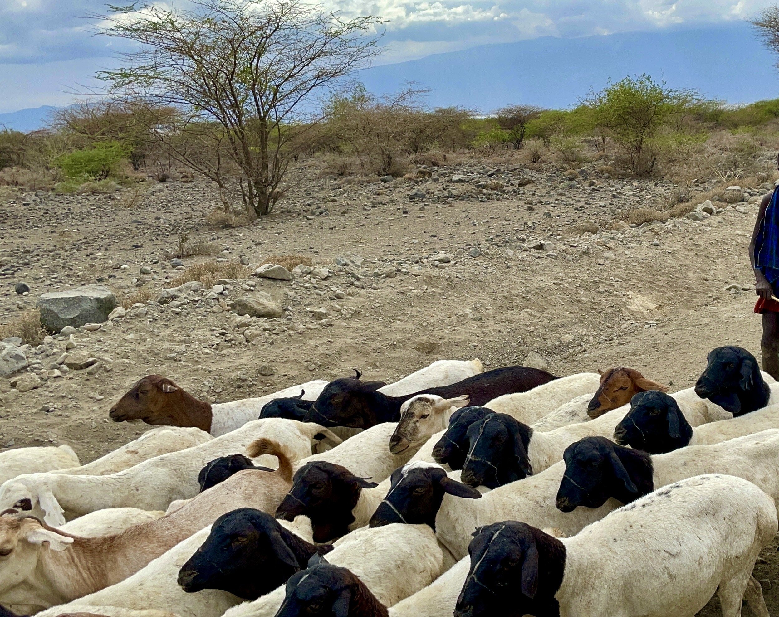 Saami Council supports Maasai in Tanzania — Sámiráđđi
