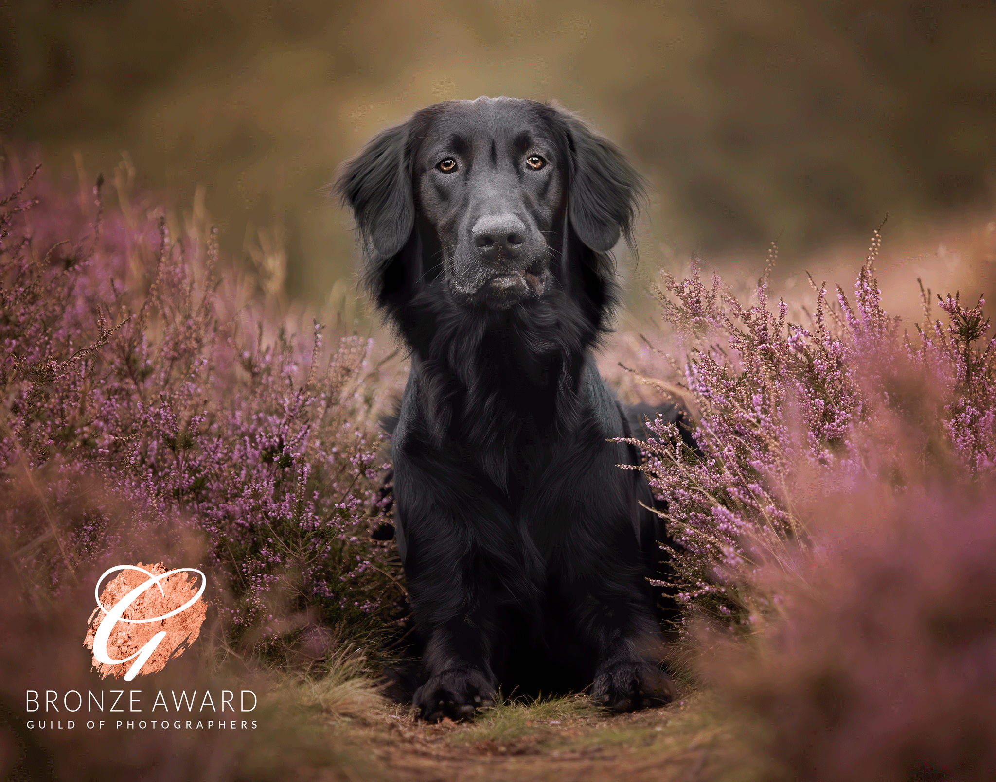 Dog photography Showcase Gallery — Nigel Wallace Dog Photography