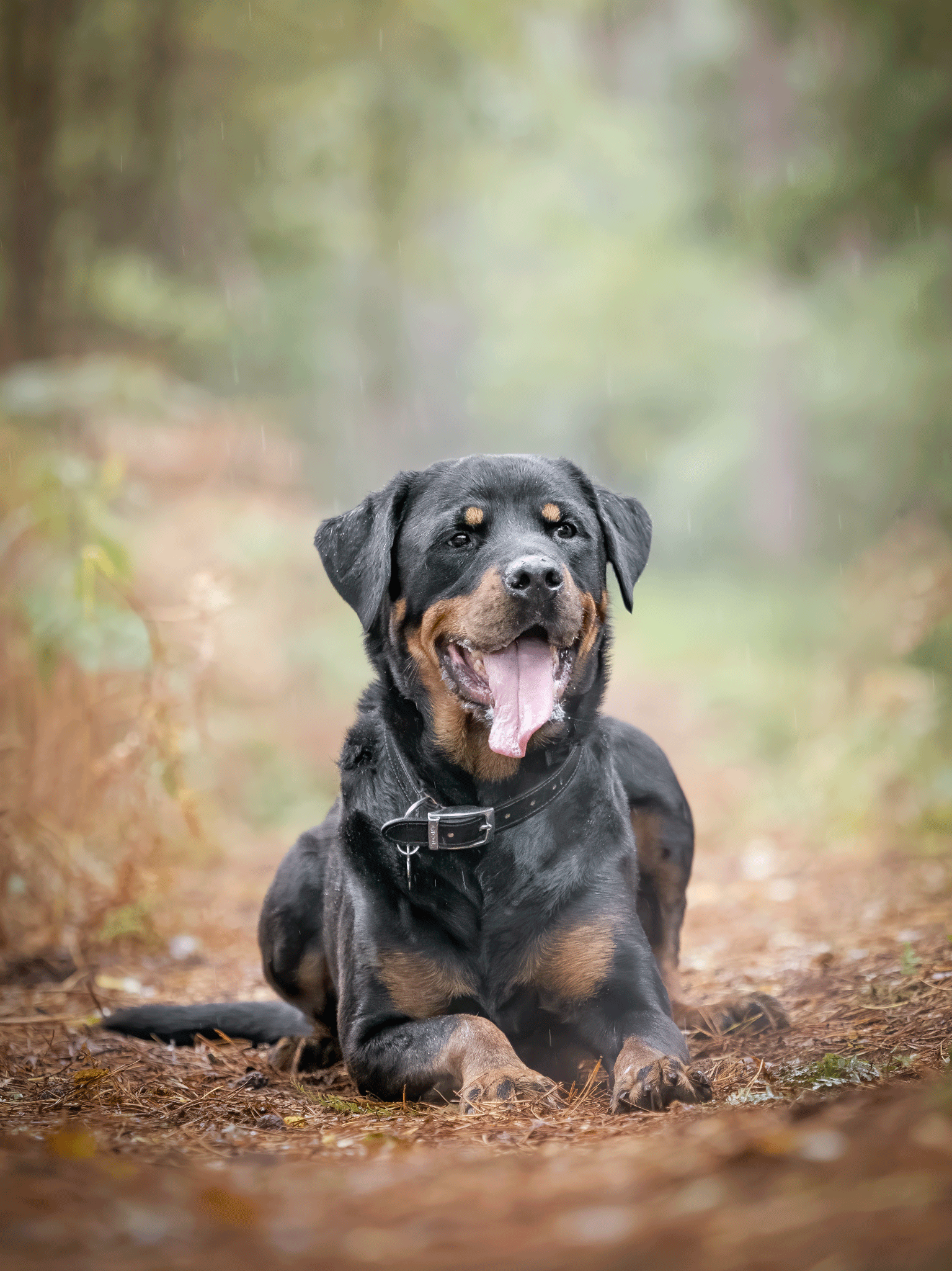 Dog photography Showcase Gallery — Nigel Wallace Dog Photography