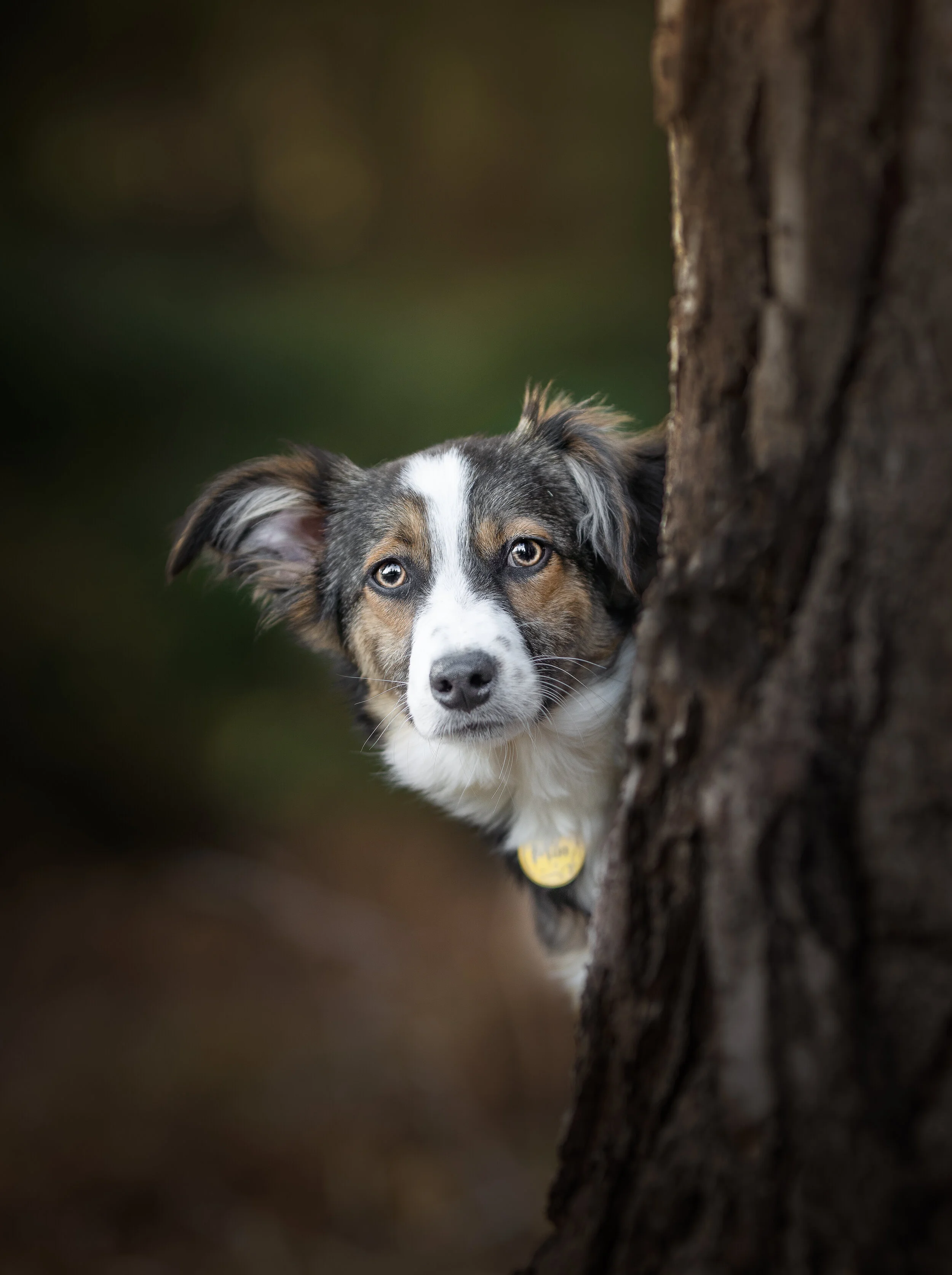 Dog photography Showcase Gallery — Nigel Wallace Dog Photography