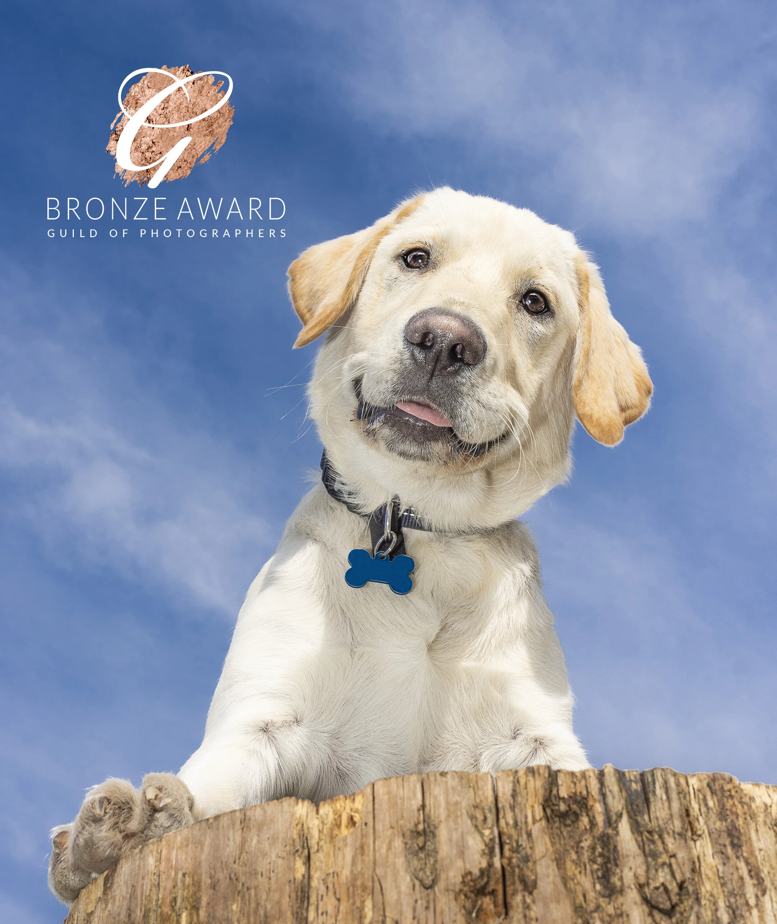 Dog photography Showcase Gallery — Nigel Wallace Dog Photography