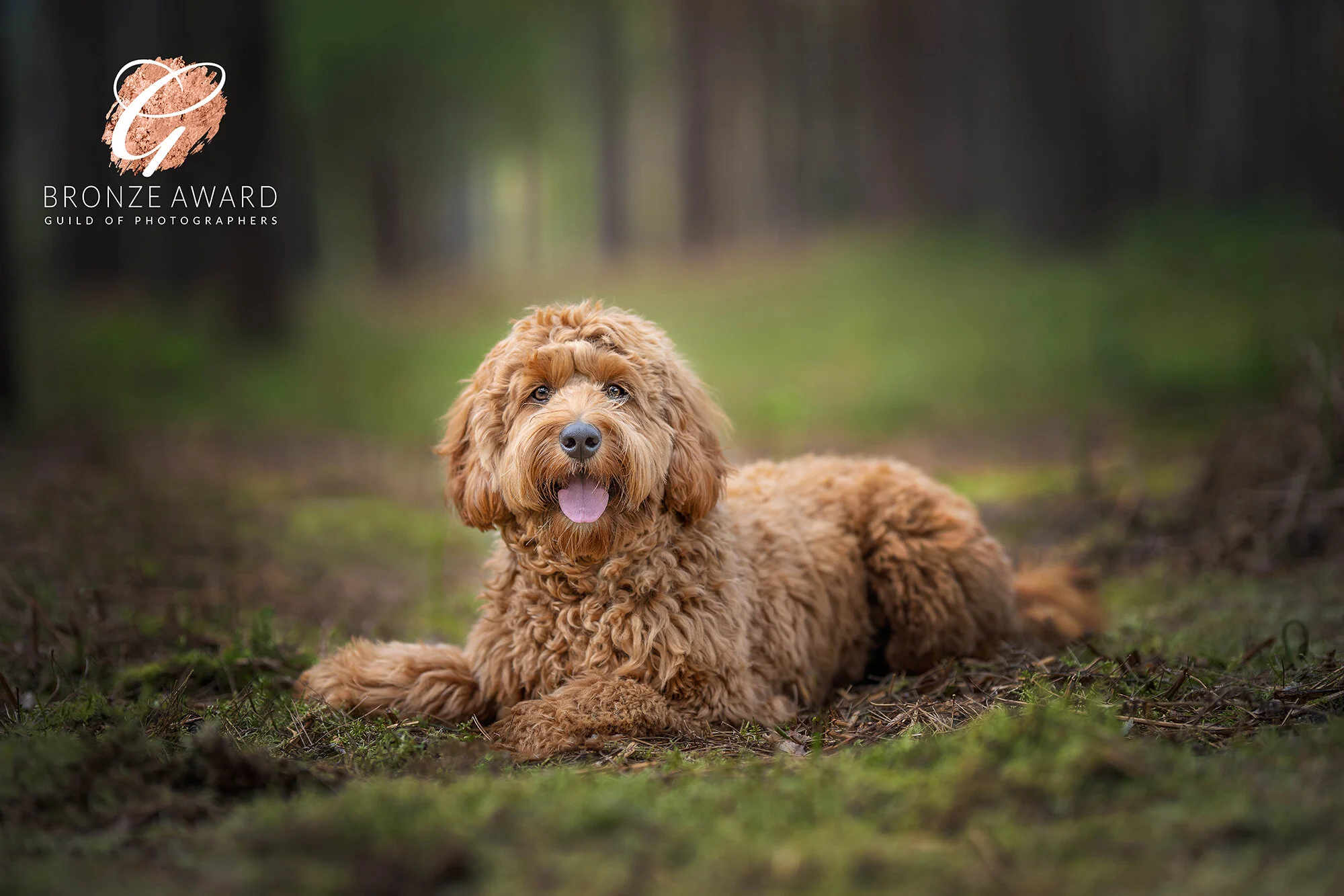 Dog photography Showcase Gallery — Nigel Wallace Dog Photography