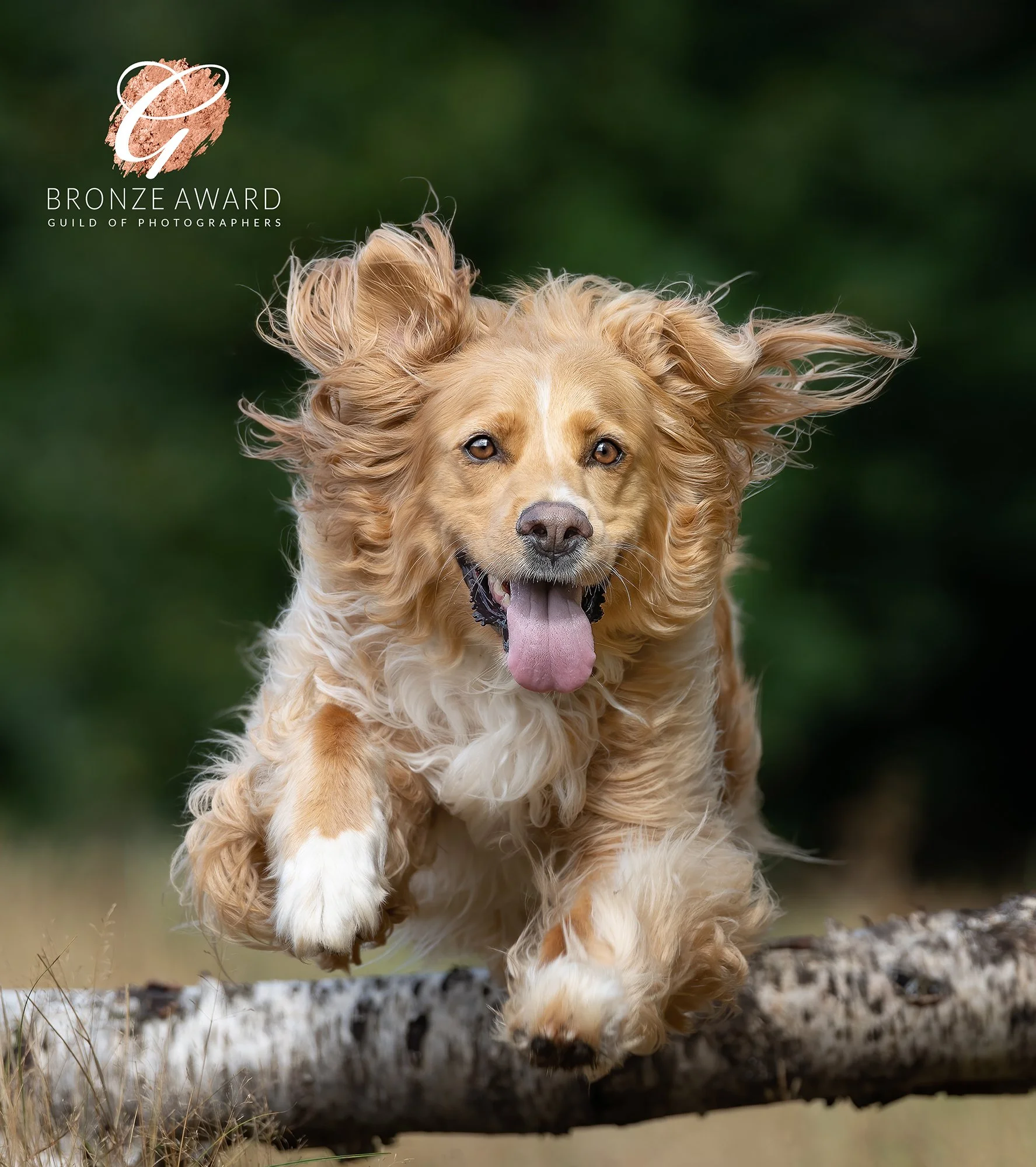 Dog photography Showcase Gallery — Nigel Wallace Dog Photography