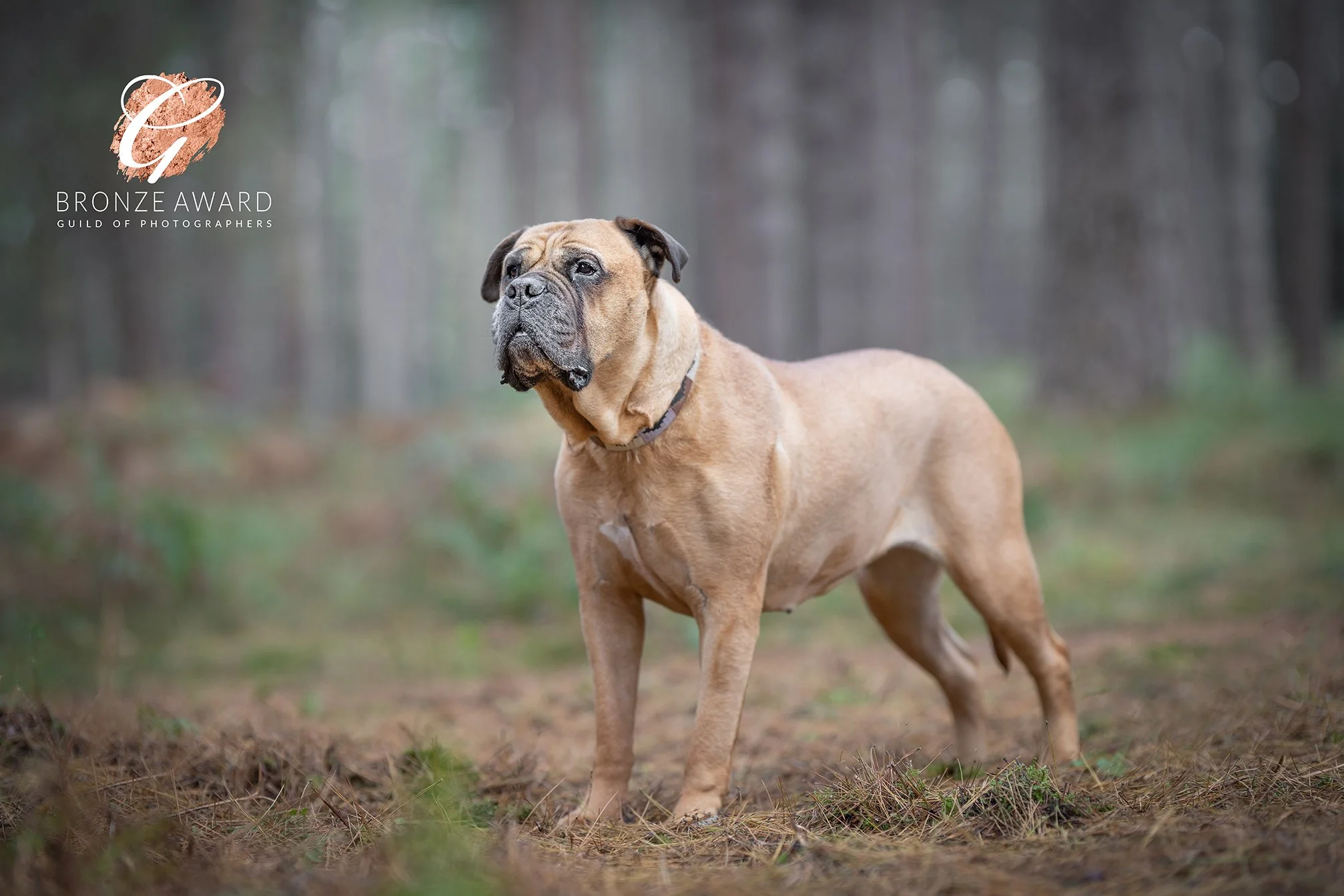 Dog photography Showcase Gallery — Nigel Wallace Dog Photography