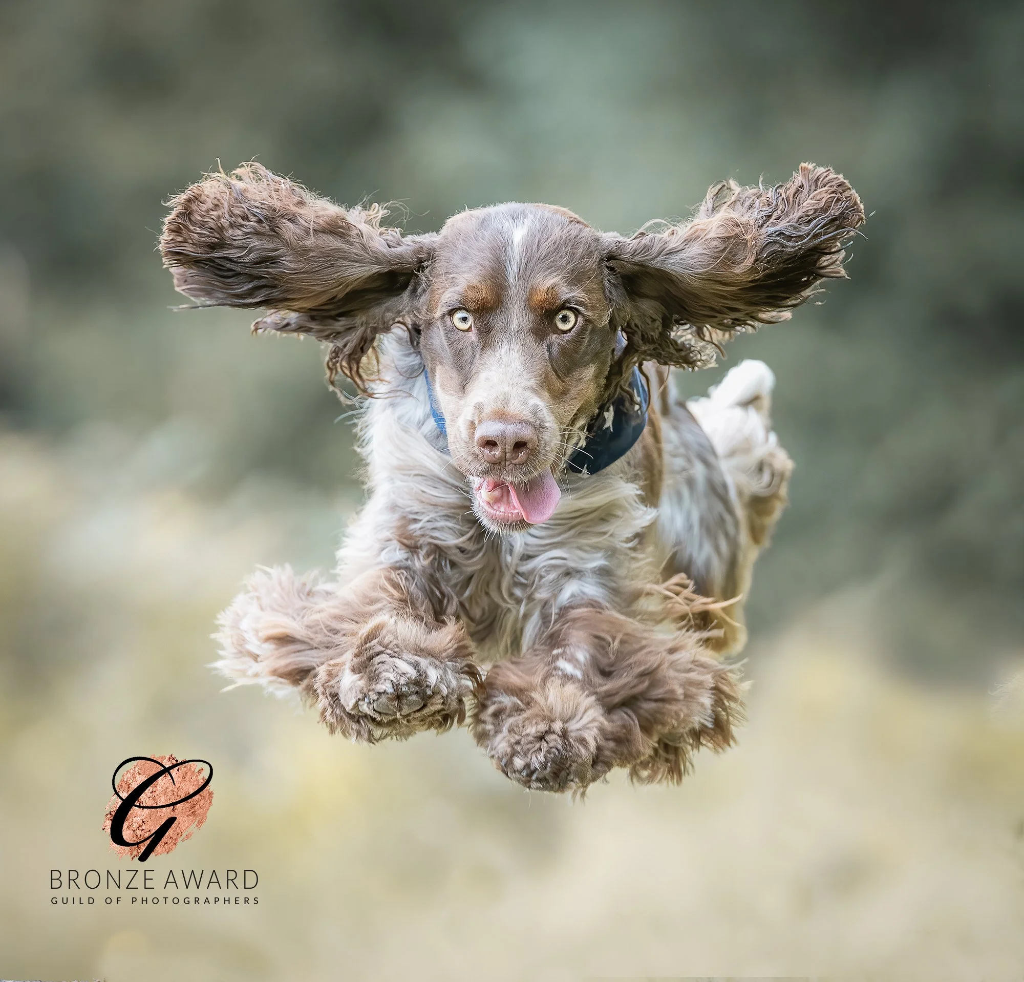 Dog photography Showcase Gallery — Nigel Wallace Dog Photography