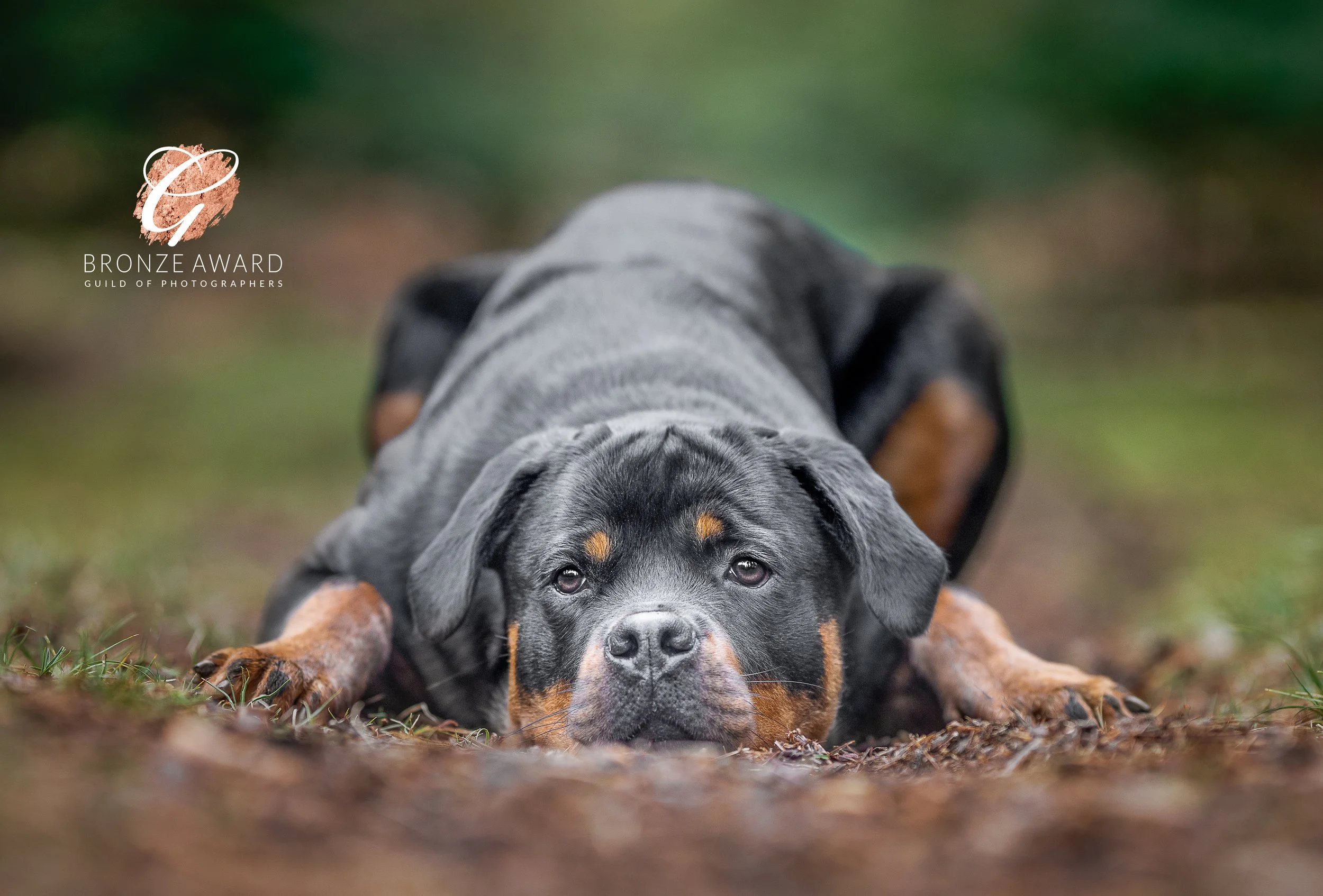 Dog photography Showcase Gallery — Nigel Wallace Dog Photography