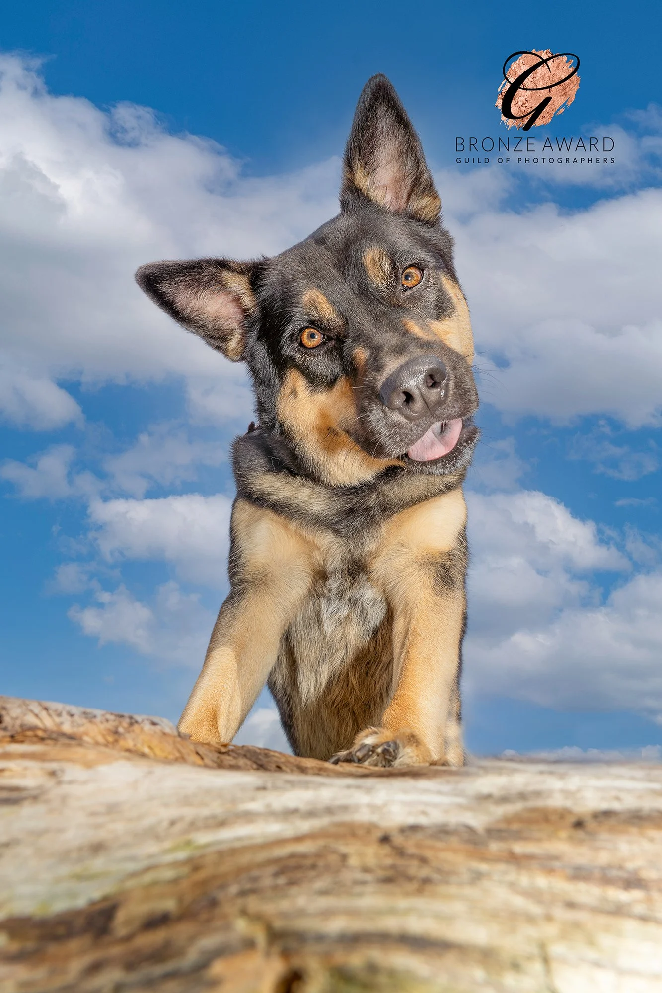 Dog photography Showcase Gallery — Nigel Wallace Dog Photography